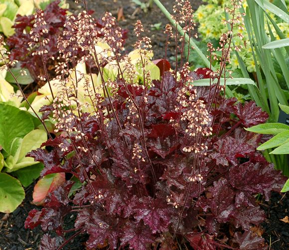 Coral Bells, Alum Root - Our Plants - Kaw Valley Greenhouses