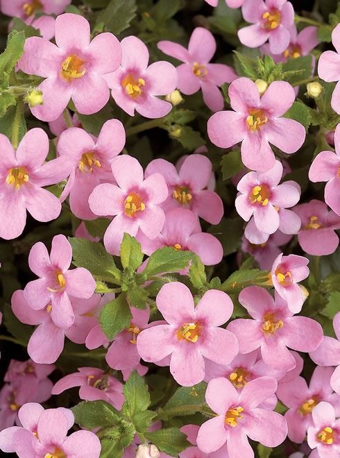 Bacopa - Our Plants - Kaw Valley Greenhouses