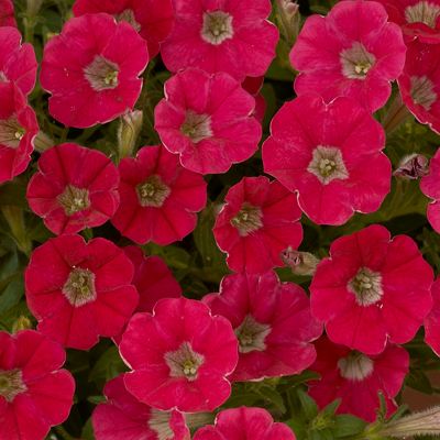 Petunia, Littletunia - Our Plants - Kaw Valley Greenhouses