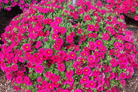 Calibrachoa, Million Bells - Our Plants - Kaw Valley Greenhouses