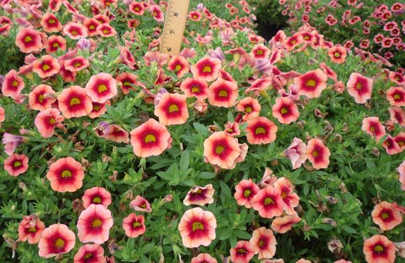 Calibrachoa, Million Bells - Our Plants - Kaw Valley Greenhouses
