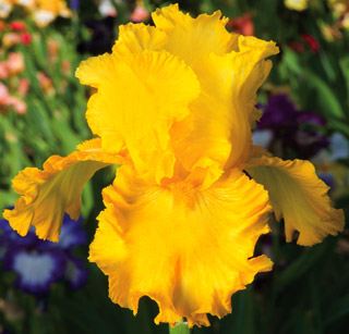 Iris, Bearded Iris, German Iris - Our Plants - Kaw Valley Greenhouses