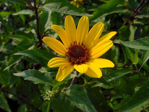 Sunflower Heliopsis - Our Plants - Kaw Valley Greenhouses