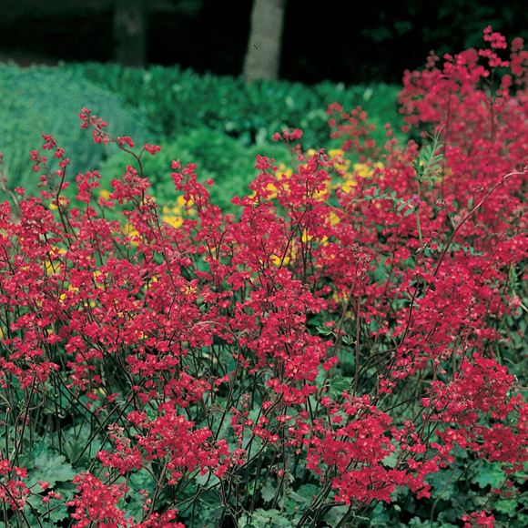 Coral Bells - Our Plants - Kaw Valley Greenhouses