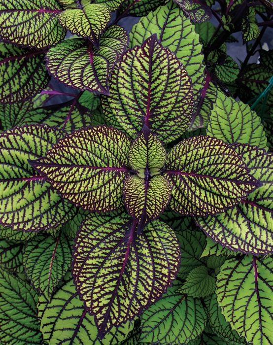 Coleus , Sun Coleus, Painted Nettle - Our Plants - Kaw Valley Greenhouses