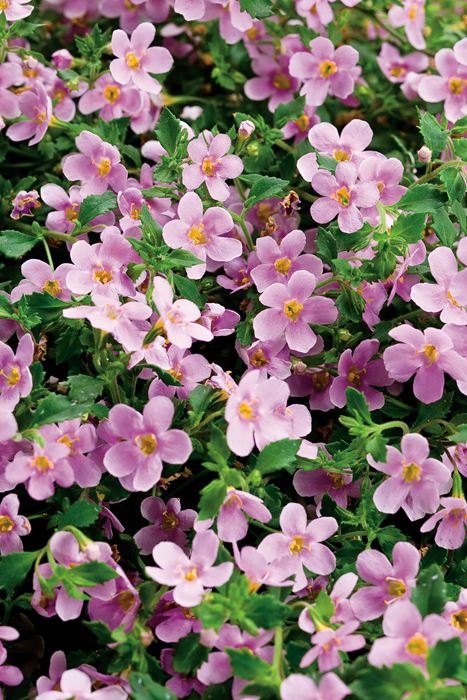 Bacopa - Our Plants - Kaw Valley Greenhouses
