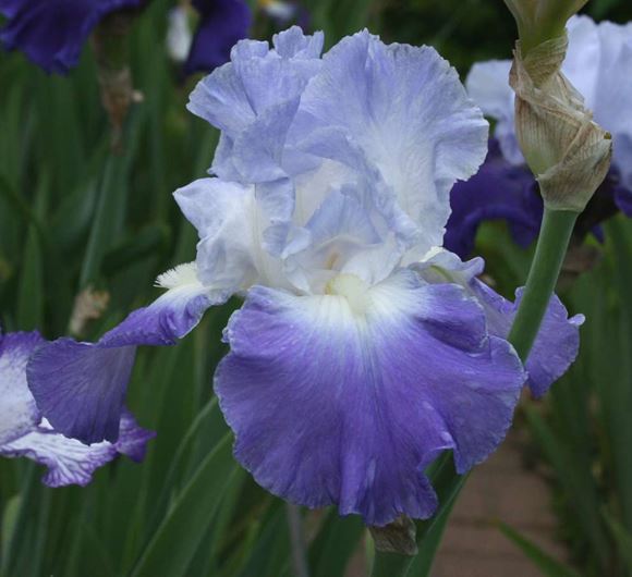 Iris, Bearded Iris, German Iris - Our Plants - Kaw Valley Greenhouses