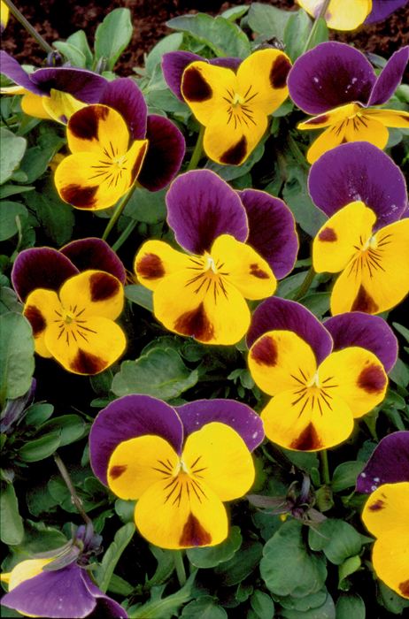 Viola - Our Plants - Kaw Valley Greenhouses