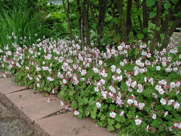 Cranesbill, Hardy Geranium - Our Plants - Kaw Valley Greenhouses