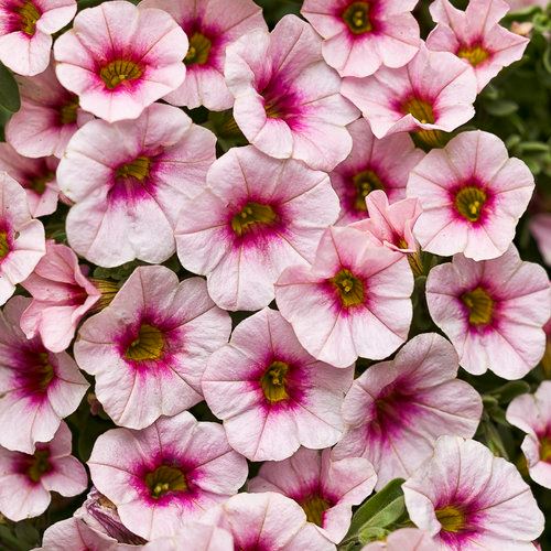 Calibrachoa, Million Bells - Our Plants - Kaw Valley Greenhouses