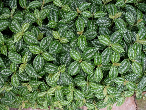 Aluminum Plant - Our Plants - Kaw Valley Greenhouses