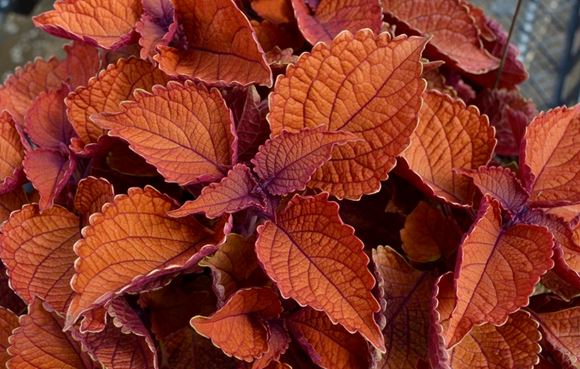 Coleus, Sun Coleus, Painted Nettle - Our Plants - Kaw Valley Greenhouses