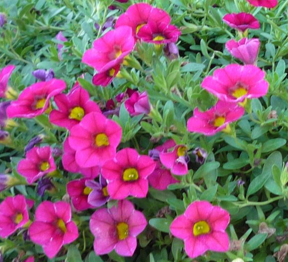 Calibrachoa, Million Bells - Our Plants - Kaw Valley Greenhouses