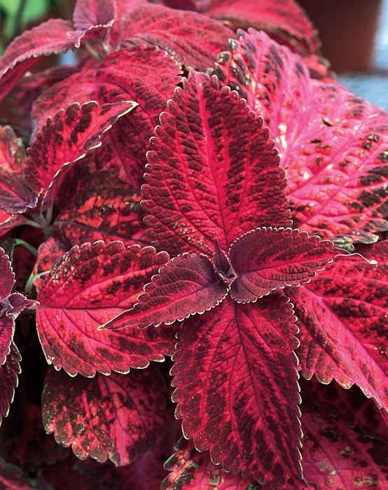 Coleus , Sun Coleus, Painted Nettle - Our Plants - Kaw Valley Greenhouses