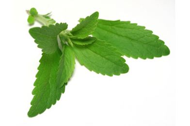 Stevia - Our Plants - Kaw Valley Greenhouses