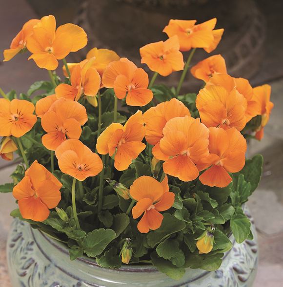 Viola - Our Plants - Kaw Valley Greenhouses