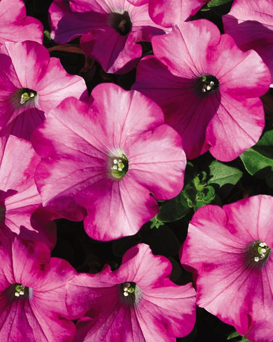Petunia, Spreading Petunia - Our Plants - Kaw Valley Greenhouses