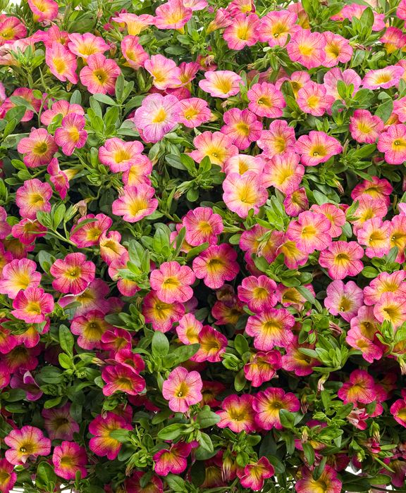 Calibrachoa - Our Plants - Kaw Valley Greenhouses