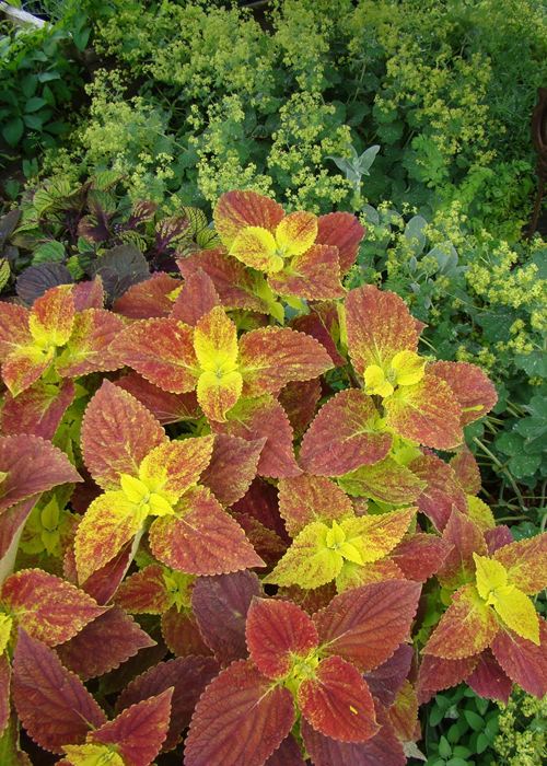 Coleus , Sun Coleus, Painted Nettle - Our Plants - Kaw Valley Greenhouses