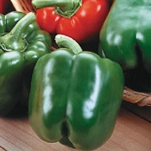 Bell Pepper, Sweet Pepper - Our Plants - Kaw Valley Greenhouses