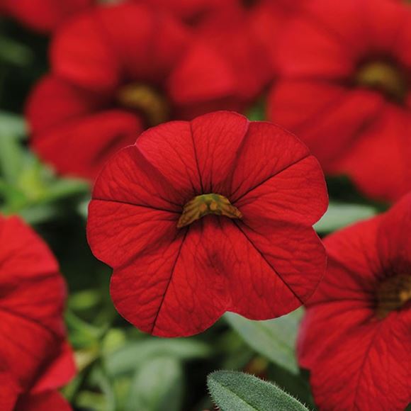 Million Bells - Our Plants - Kaw Valley Greenhouses