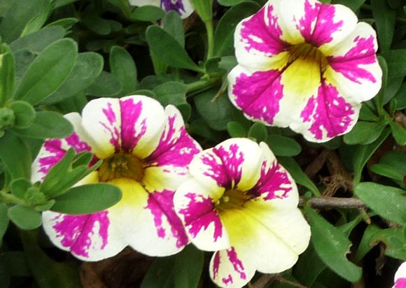 Calibrachoa, Million Bells - Our Plants - Kaw Valley Greenhouses