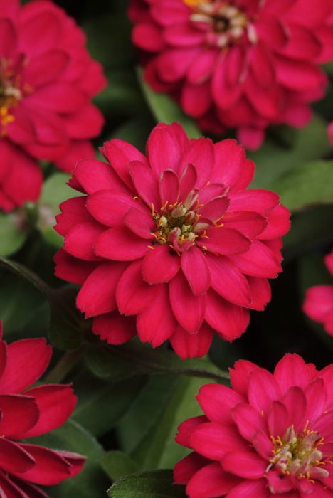 Zinnia - Our Plants - Kaw Valley Greenhouses