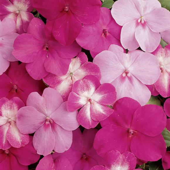 Impatiens - Our Plants - Kaw Valley Greenhouses