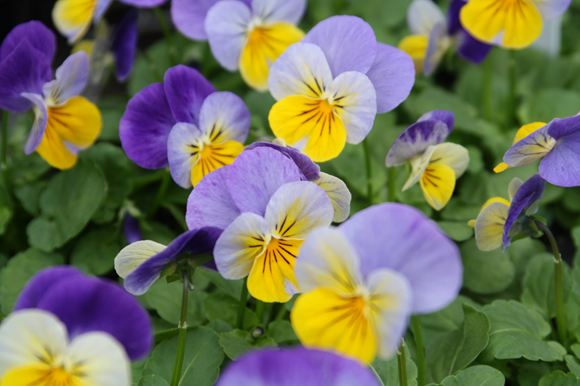 Viola - Our Plants - Kaw Valley Greenhouses