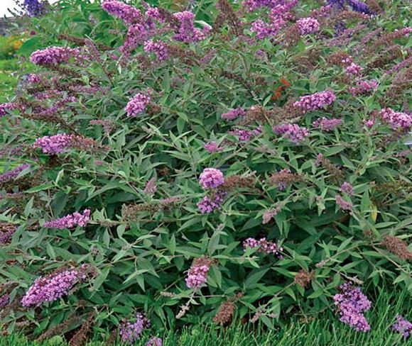 Butterfly Bush, Dwarf Butterfly Bush - Our Plants - Kaw Valley Greenhouses
