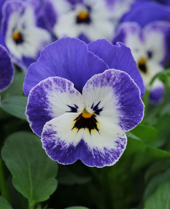 Viola - Our Plants - Kaw Valley Greenhouses