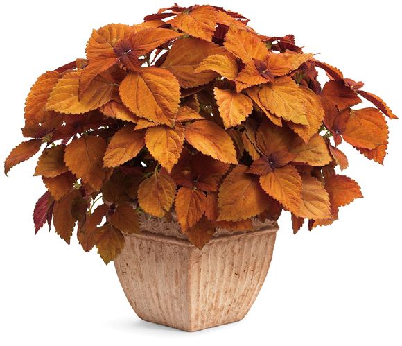 Coleus , Sun Coleus, Painted Nettle - Our Plants - Kaw Valley Greenhouses