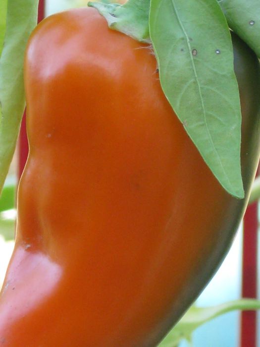 Sweet Pepper, Orange Bell Pepper - Our Plants - Kaw Valley Greenhouses