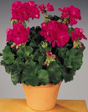 Zonal Geranium - Our Plants - Kaw Valley Greenhouses