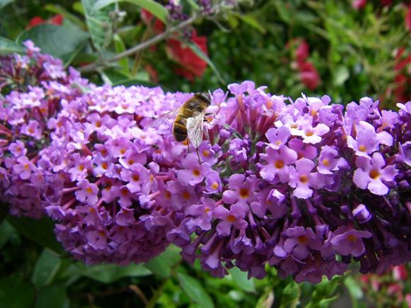 Butterfly Bush, Dwarf Butterfly Bush - Our Plants - Kaw Valley Greenhouses