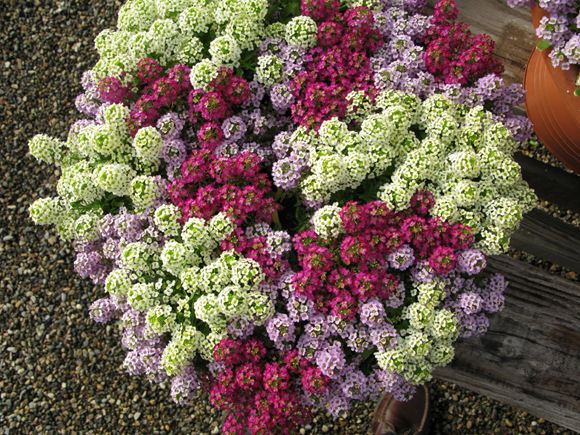 Alyssum - Our Plants - Kaw Valley Greenhouses