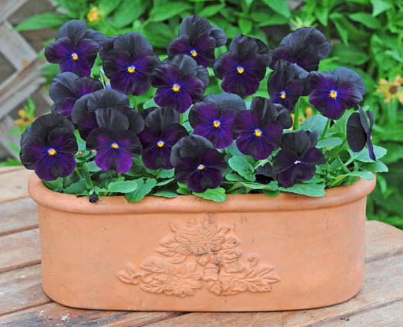 Viola - Our Plants - Kaw Valley Greenhouses
