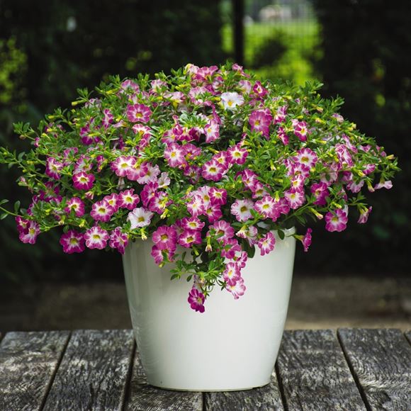Calibrachoa, Million Bells - Our Plants - Kaw Valley Greenhouses