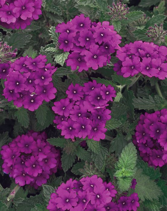 Verbena, Spreading Verbena - Our Plants - Kaw Valley Greenhouses