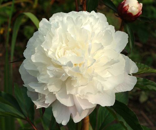 Peony - Our Plants - Kaw Valley Greenhouses
