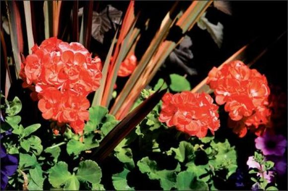 Zonal Geranium - Our Plants - Kaw Valley Greenhouses
