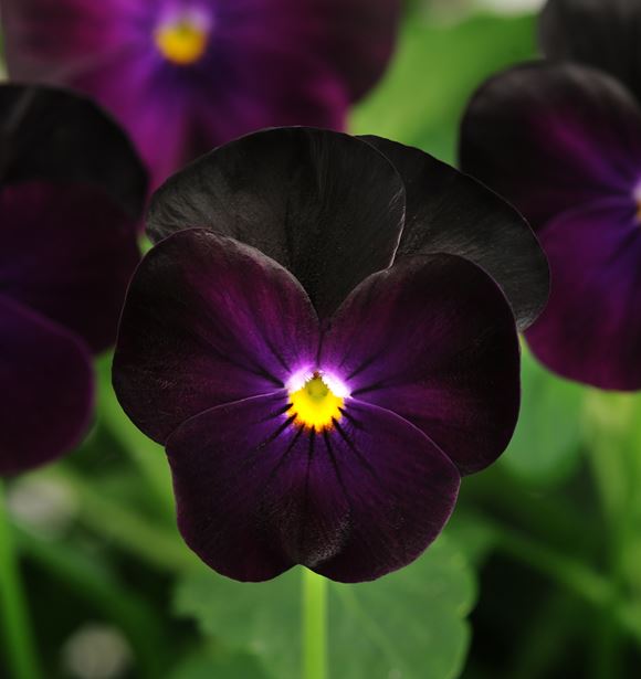 Viola - Our Plants - Kaw Valley Greenhouses