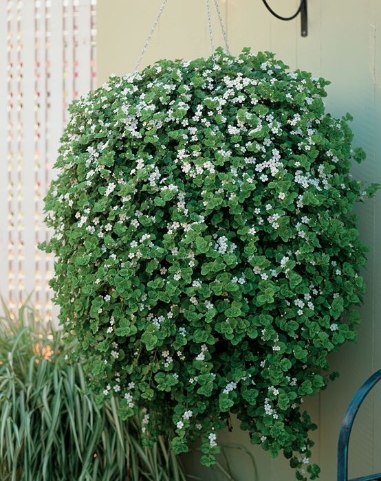 Bacopa - Our Plants - Kaw Valley Greenhouses