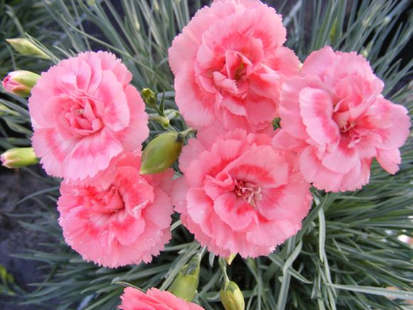 Dianthus, Hardy Carnation - Our Plants - Kaw Valley Greenhouses